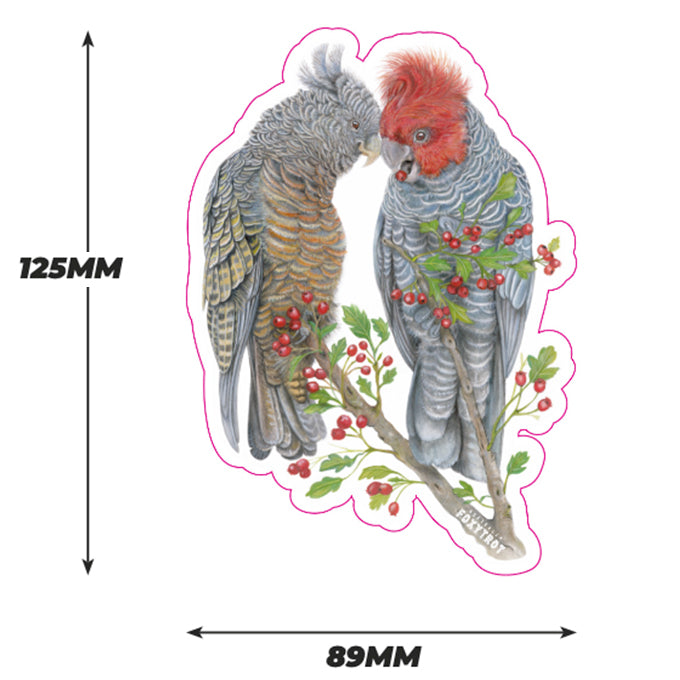 Gang Gang Cockatoos Vinyl Sticker – Foxytrot